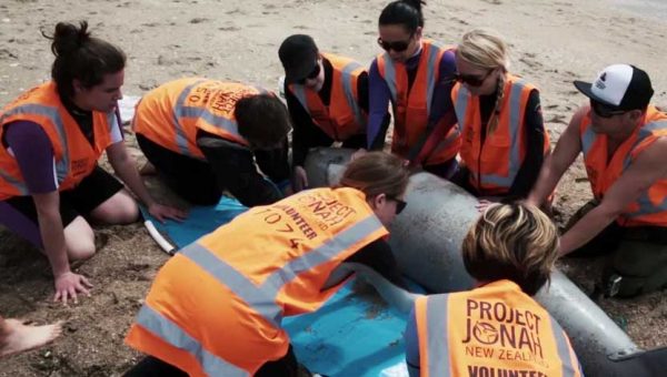 Project Jonah - Whale & Dolphin & Marine Mammal Rescue - Project Jonah