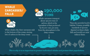 Whales and Climate Change - Project Jonah