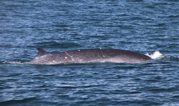 Useful Facts About Dolphins & Whales - Project Jonah