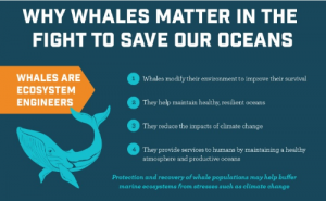 Whales and Climate Change - Project Jonah