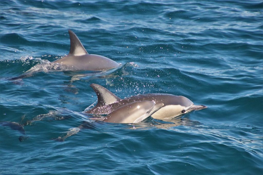 Common Dolphins - Project Jonah