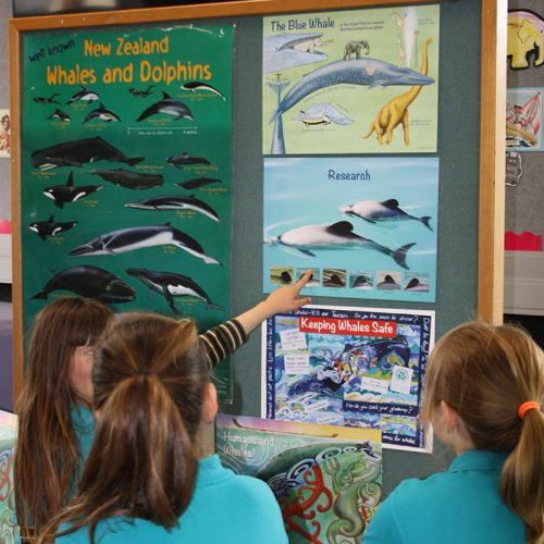 World of Whales Educational Teaching Kit - Project Jonah