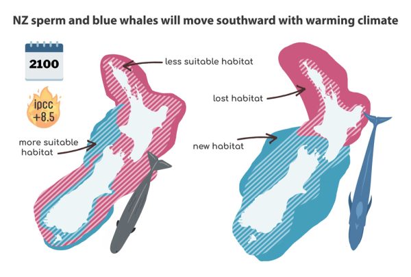 How will climate change affect the distribution of larger whales ...