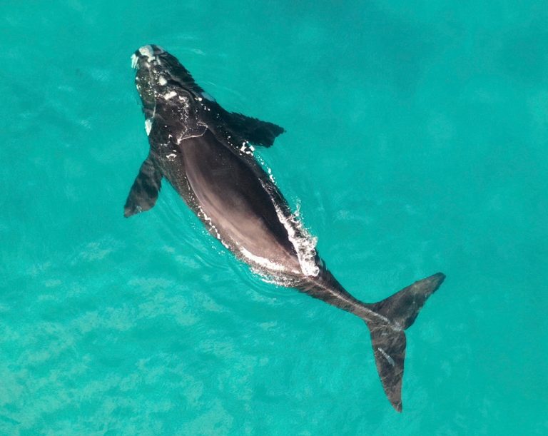 Studies show New Zealand’s population of southern right whales is ...