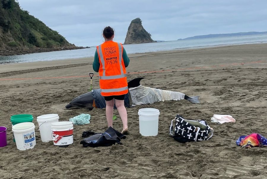 Project Jonah - Whale & Dolphin & Marine Mammal Rescue - Project Jonah