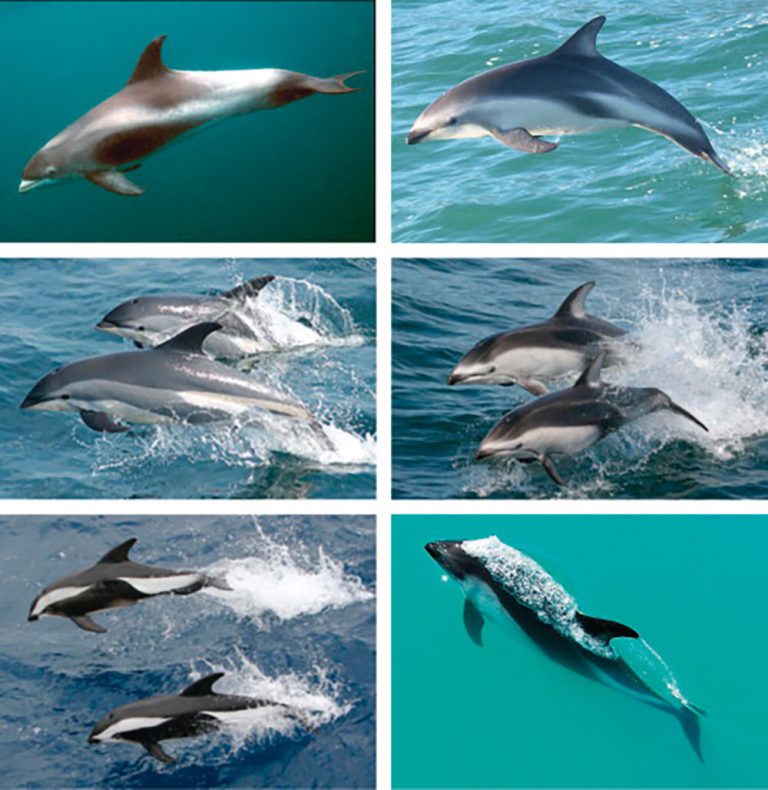 Hectors Dolphin helps solve a Family Tree Riddle - Project Jonah